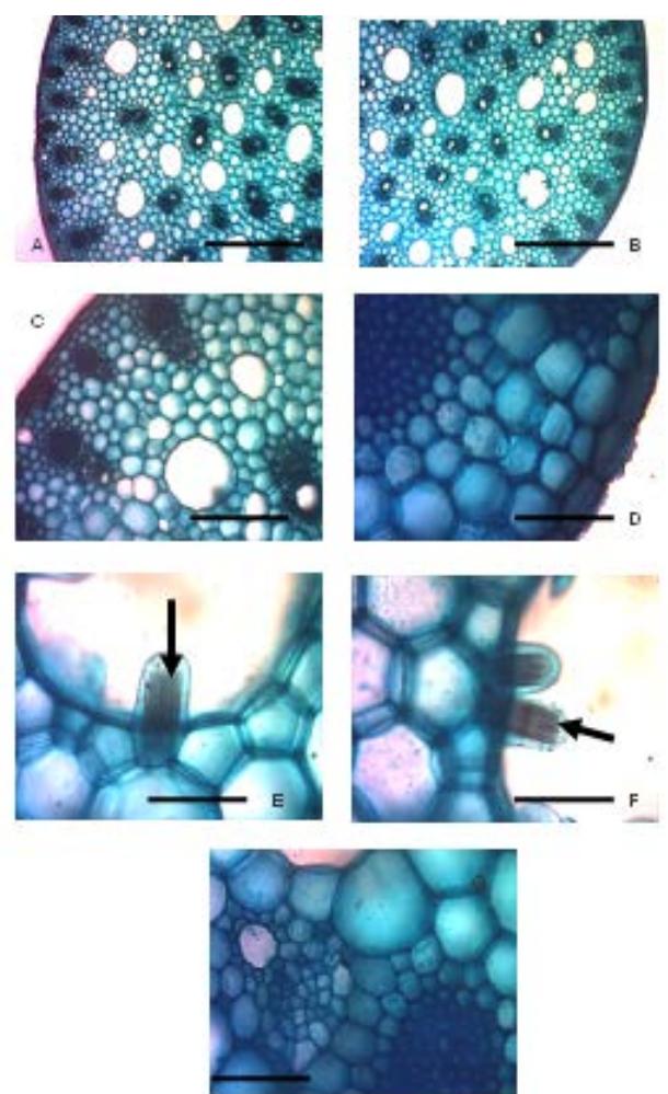 Cells are separated by parenchyma cells. air spaces are