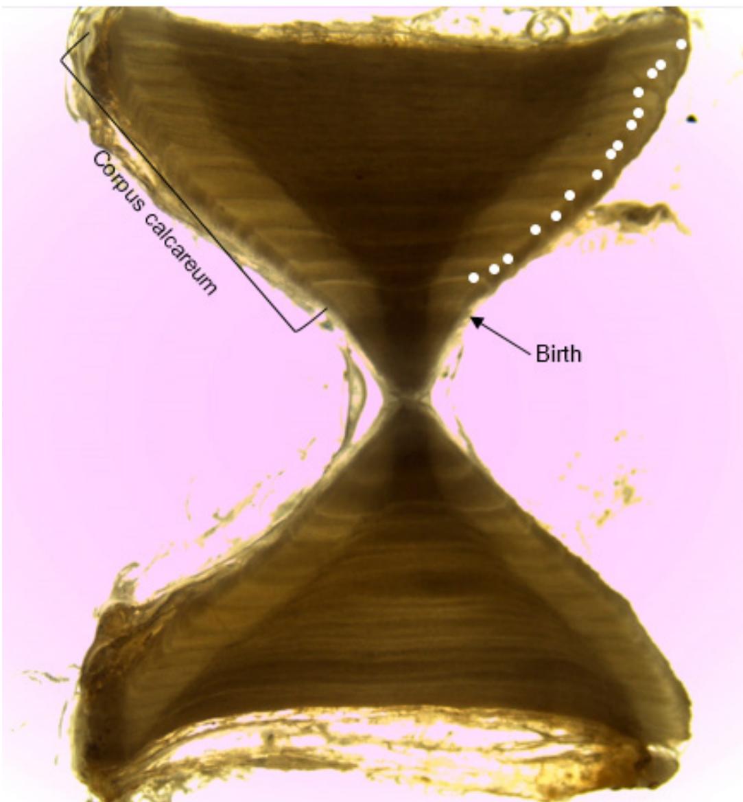 Introduction figure 1. cross-section of a vertebral centrum