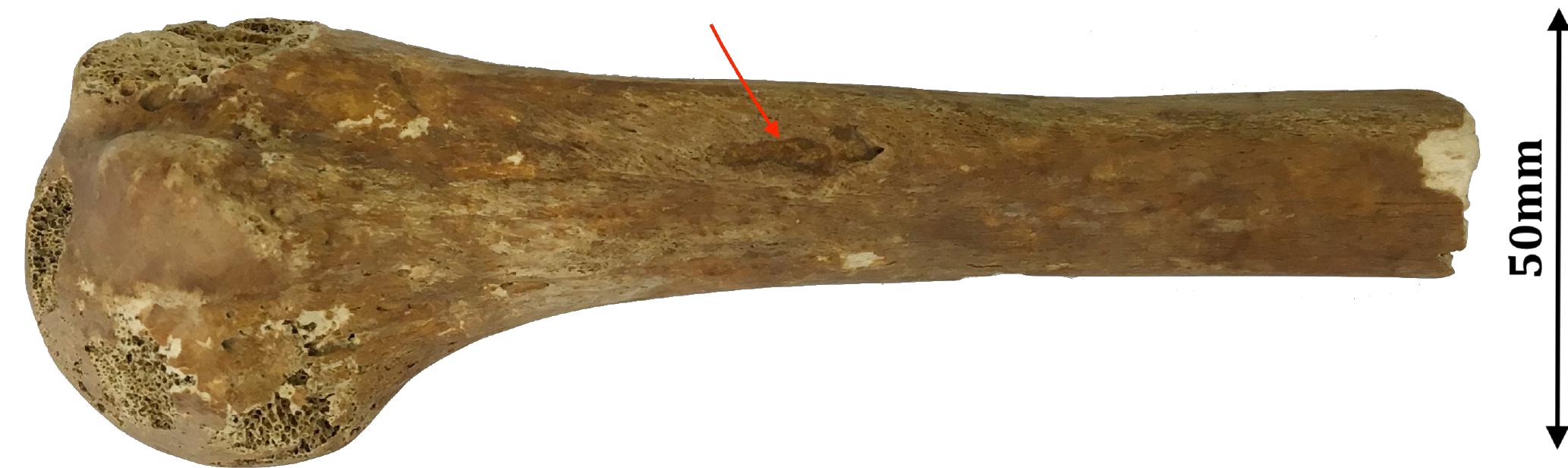 Left proximal humerus with marked musculo-skeletal marker at