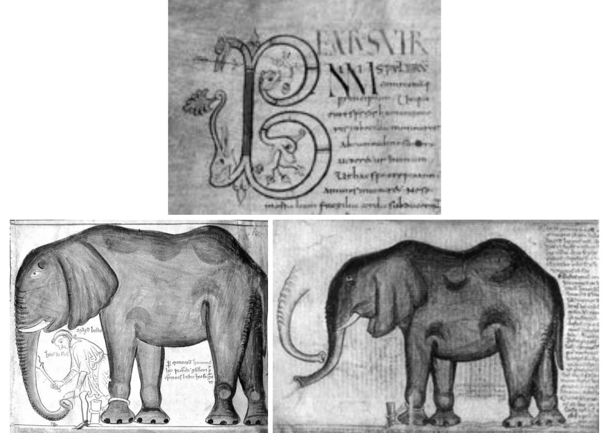 (above) an initial with an elephant head, cassiodorus,