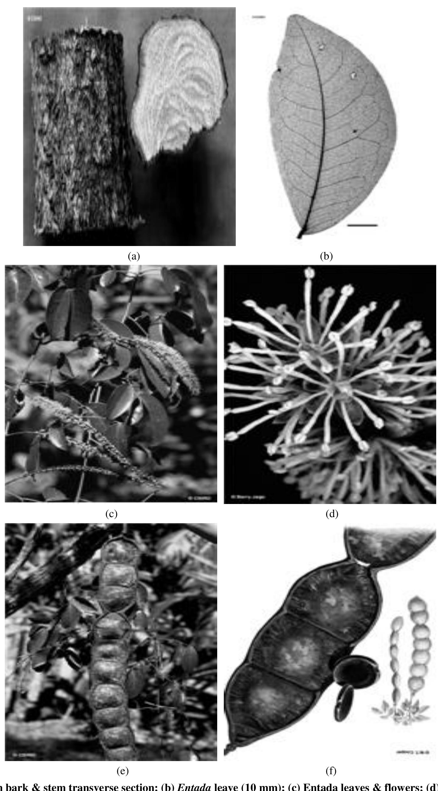 Figure 2 - An Overview of Entada phaseoloides: Current