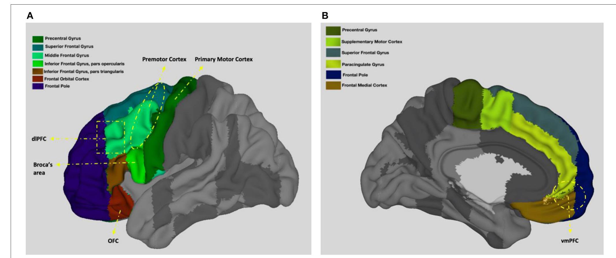 | neuroanatomy of the frontal lobes. (a) presents left view