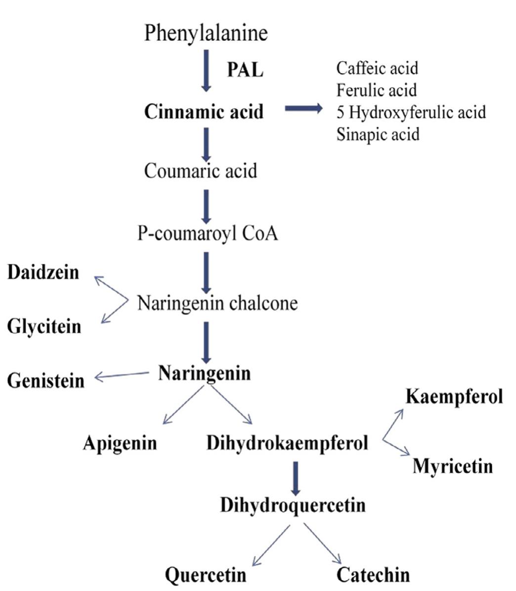 Schematic representation of the metabolic pathway (a part of