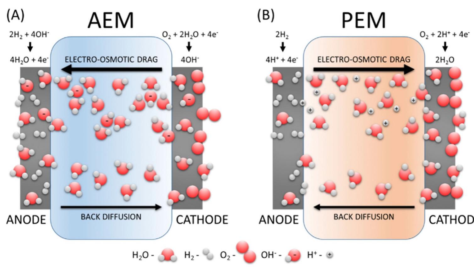 Schematic representation of electrode reactions and ion and