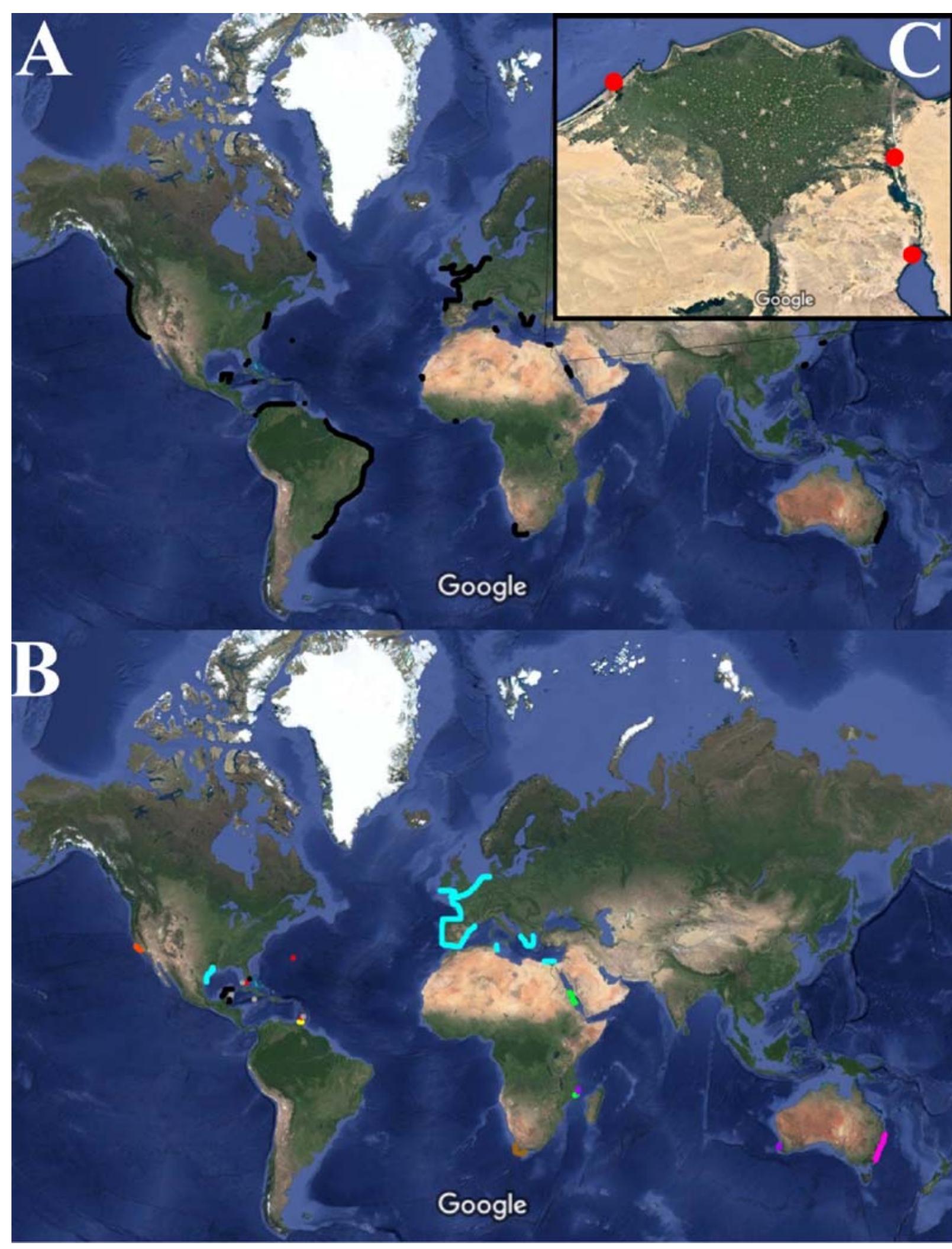 Map of localities and distribution of marphysa species. a