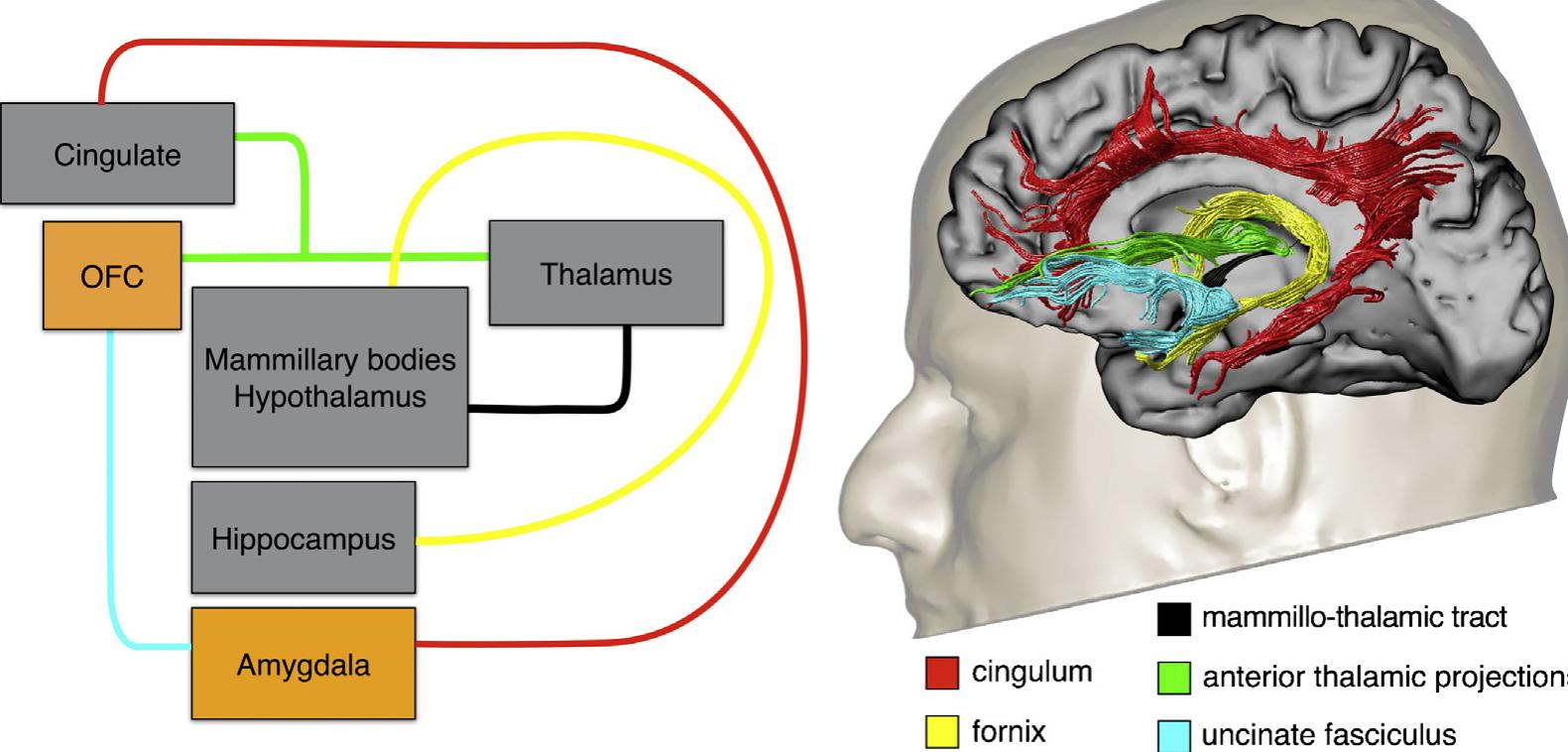 Diagrammatic representation of the limbic system and