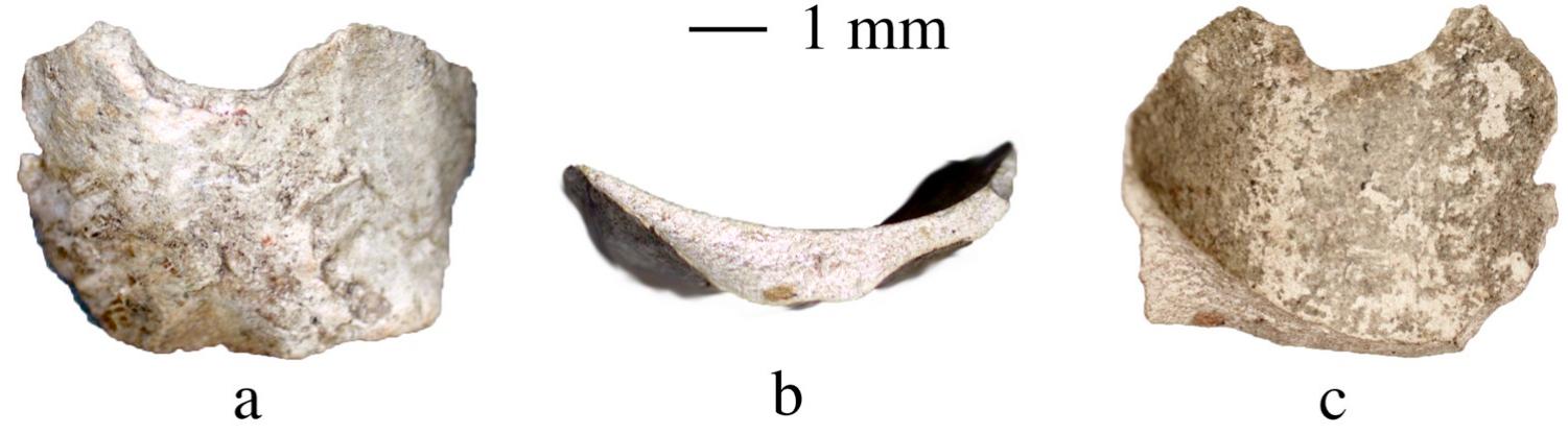 Specimen 1 excurvate surface (a), side view (b), and