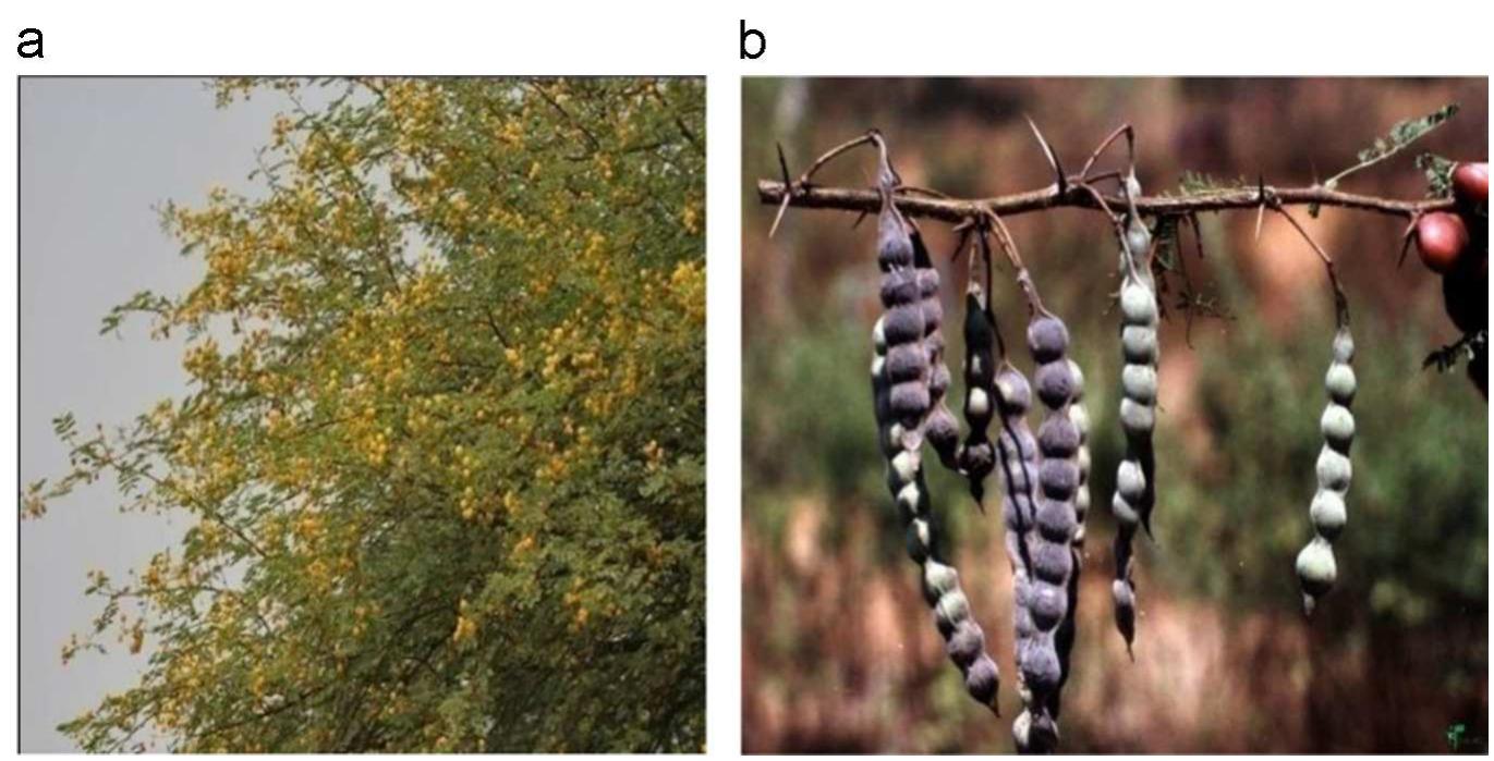Graphical representation of acacia nilotica. (a) flowers.