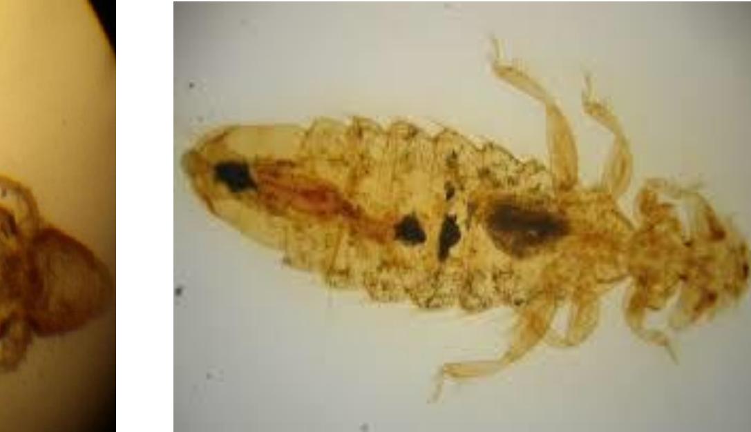 (6) menopon gallinae x40 fig. (4) capillaria spp. x40