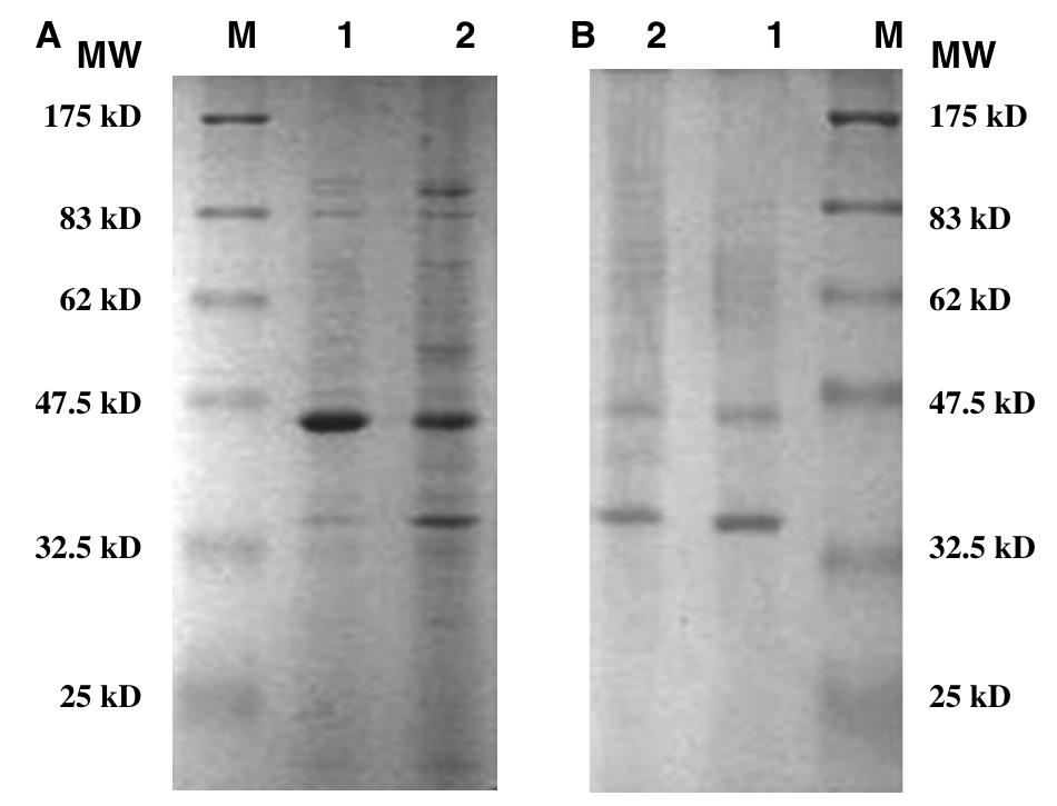Sds-page profile of cupressus arizonica pollen extracts