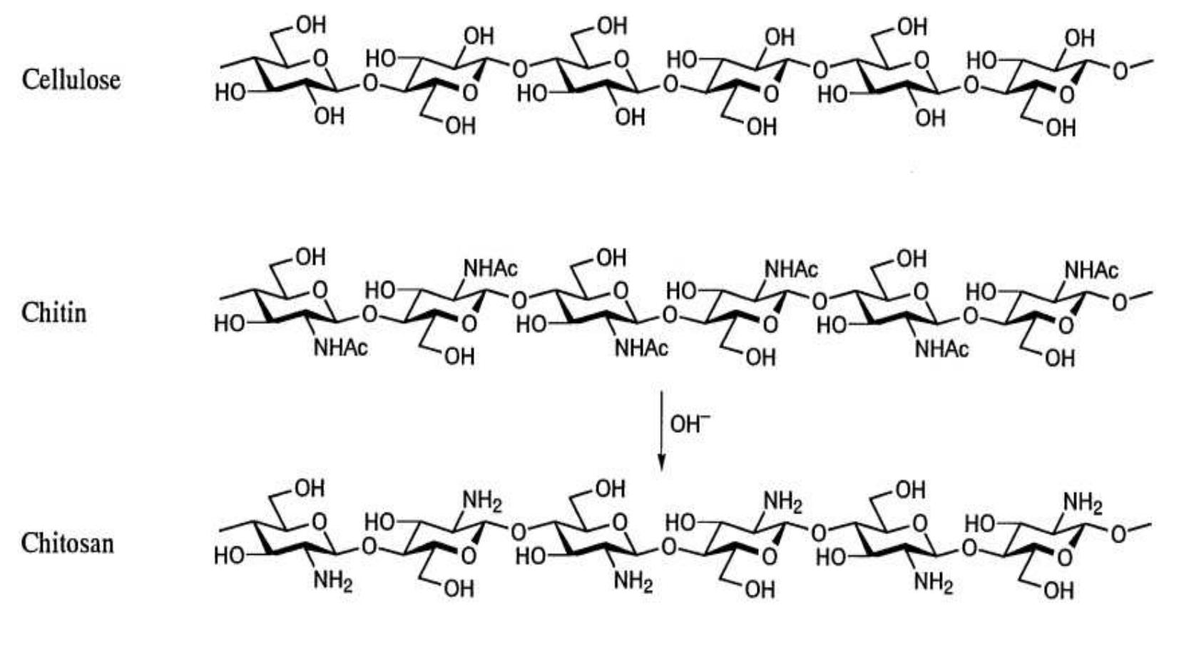 7: structural differences between cellulose, chitin and