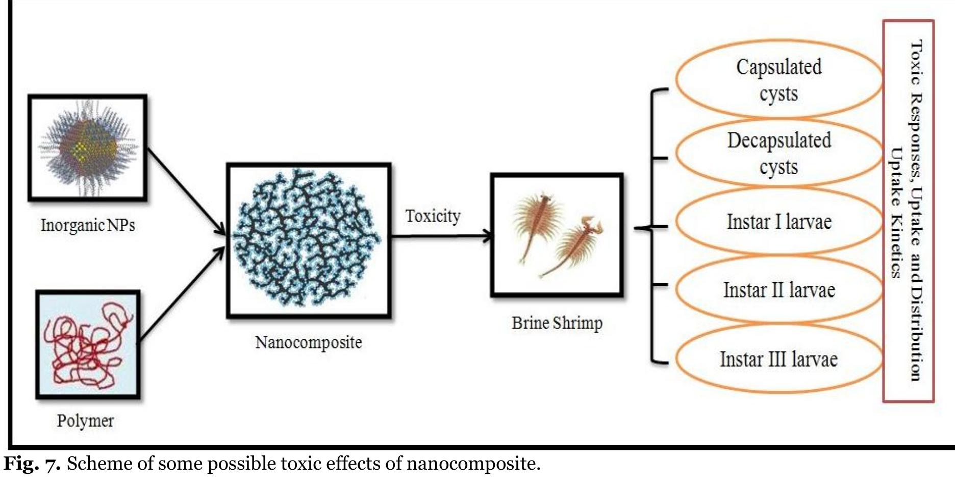 Figure 7 - Why Brine shrimp (Artemia salina) larvae is used