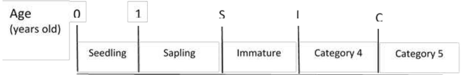 Palm tree categories and ages. the palm aged is the computed