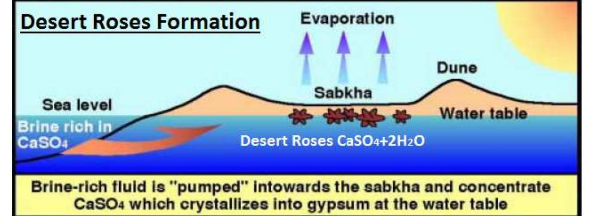 The formation of desert roses (modified from mougenot, 2000