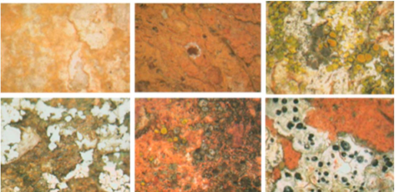 Dm images of decay (various types of lichens and black bio