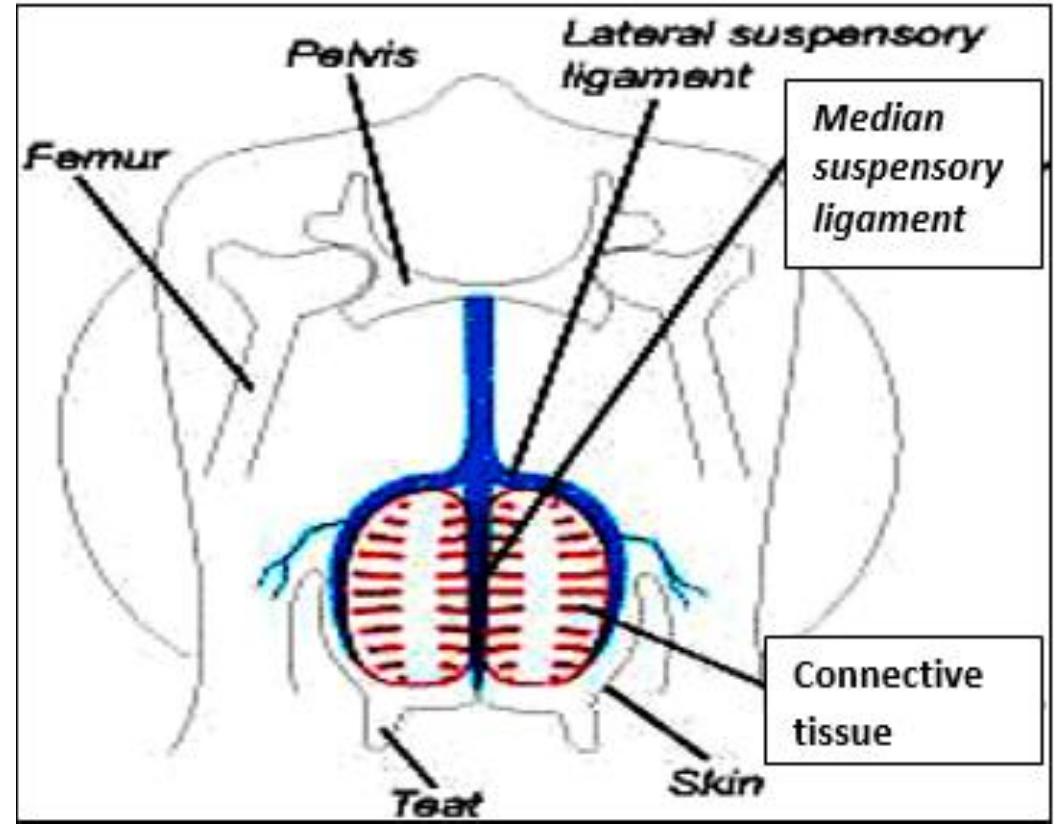 Suspensory structure of the udder