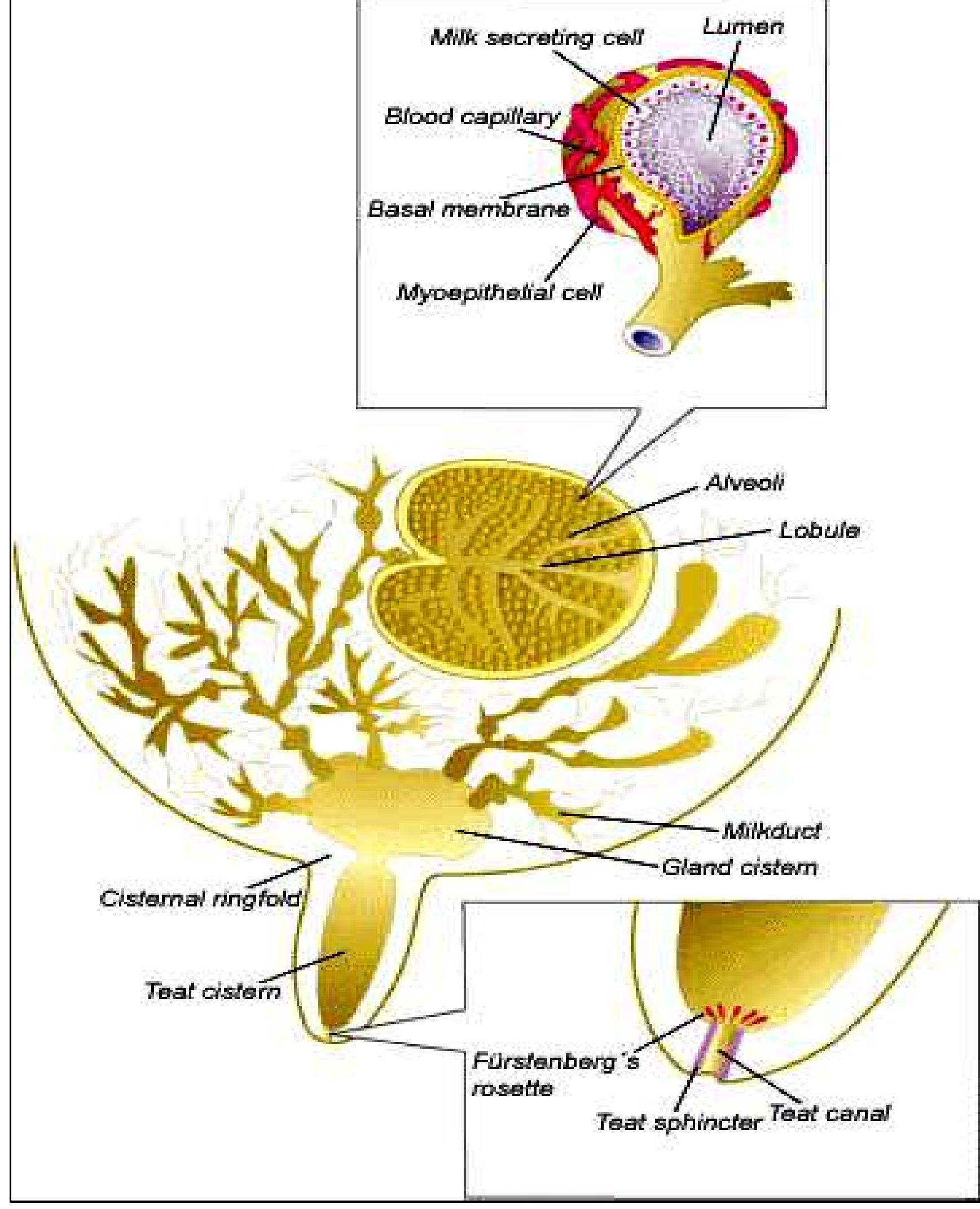 Schematic picture of anatomy of the udder