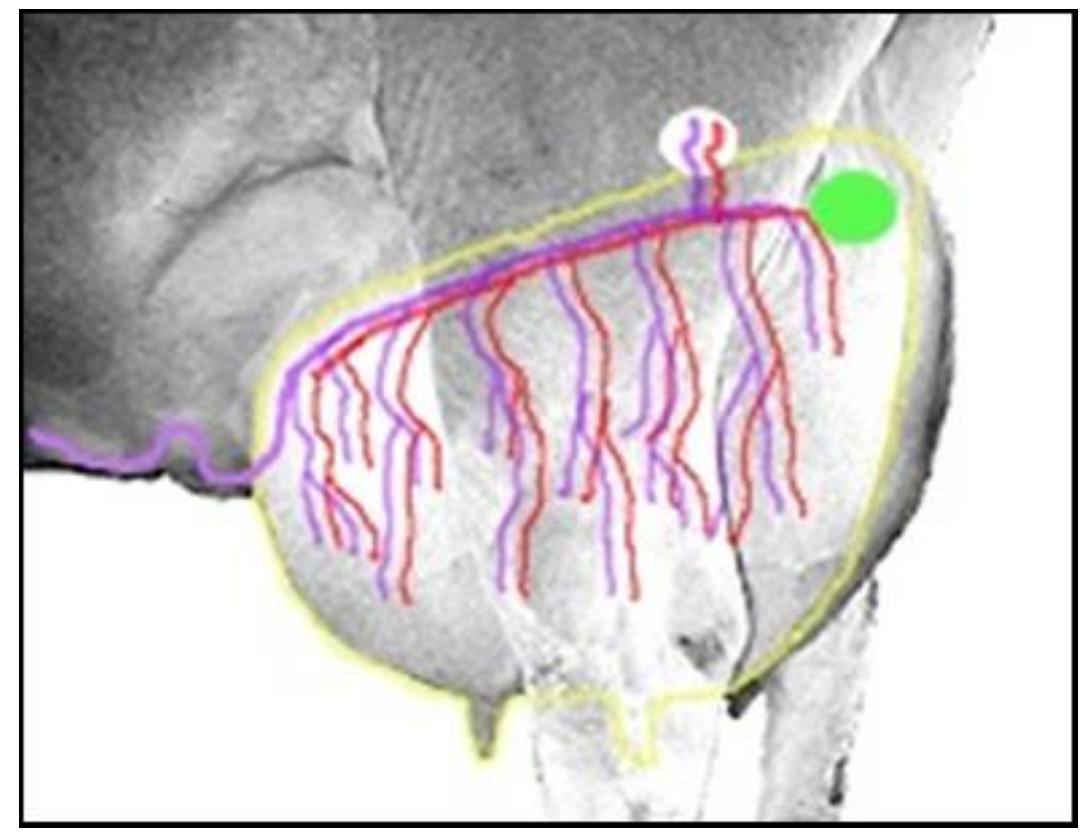 Location of arteries (red), veins (purple) and supramammary