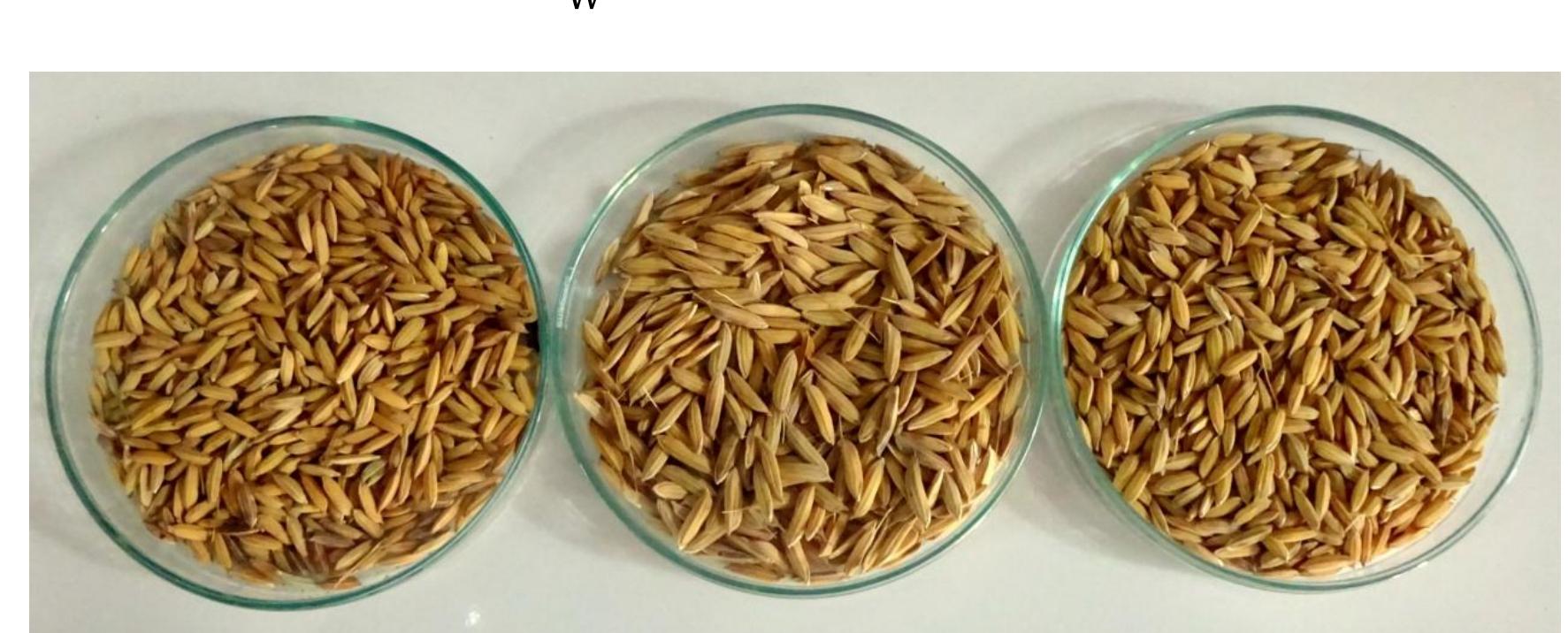 1: varieties of paddy- 1) chhattisgarh zinc rice, 2)