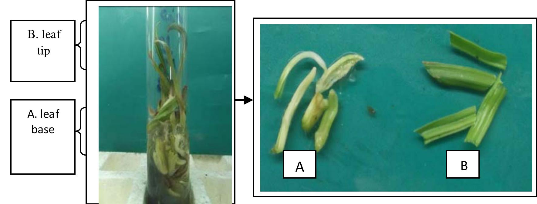 Adventitious shoot induced from apical bud of date palm (p.