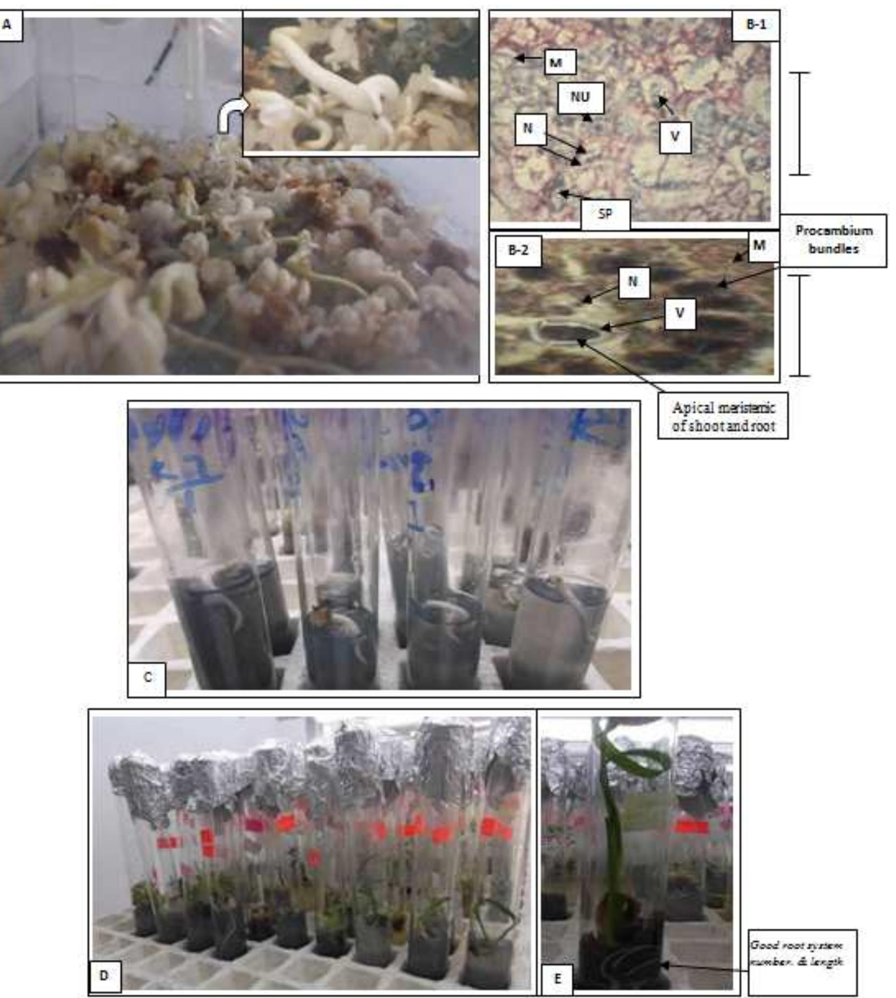 A. somatic embryos developed from embryogenic callus on ms_