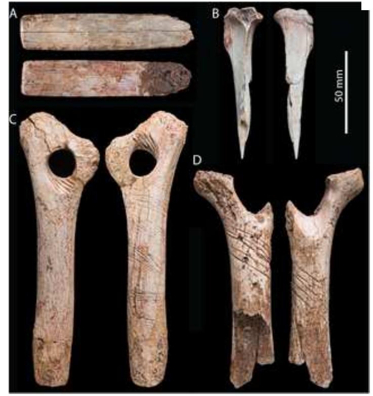 Engraved artefacts from gough’s cave. (a) engraved horse rib