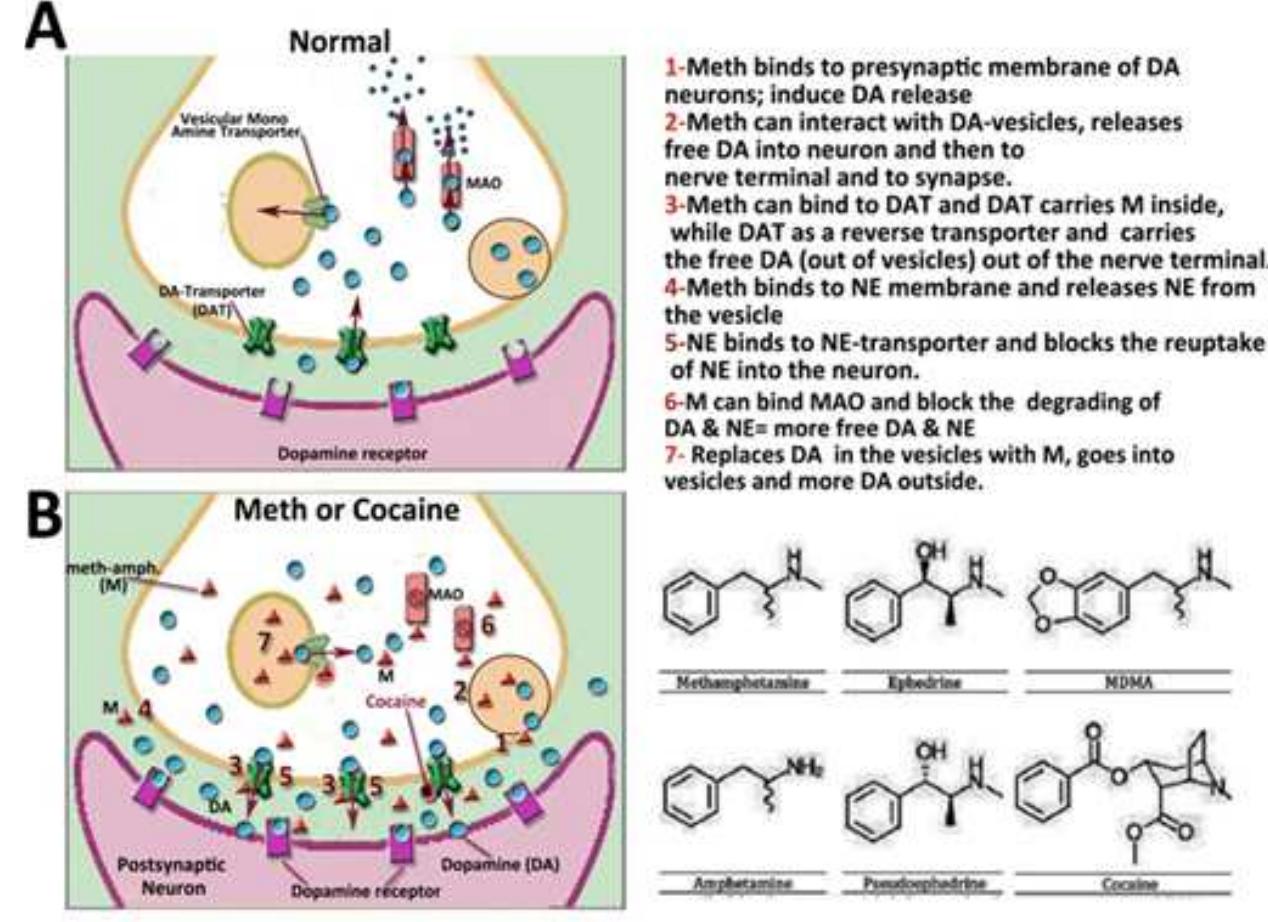 The mechanism of action of methamphetamine and cocaine.