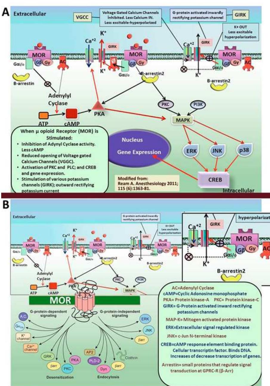 The mechanism of action of opioid receptors. methamphetamine