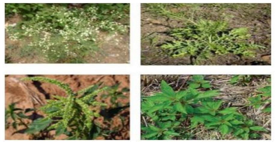 Shows the different types of weeds. these weeds are growing