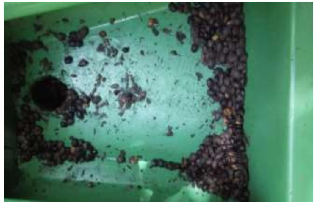 Figure 7 - from EVALUATION OF A LOCUST BEANS SEED DEHULLING