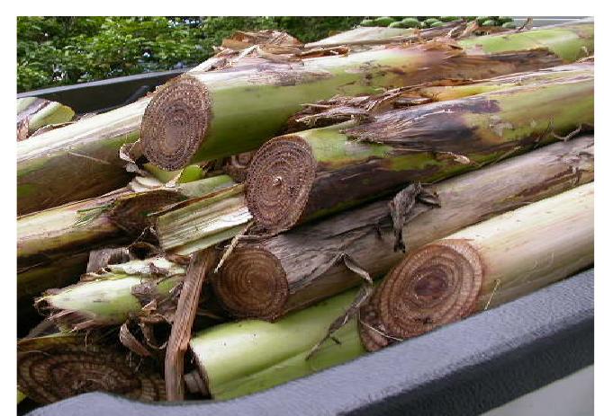 Banana trunk from the plantation.