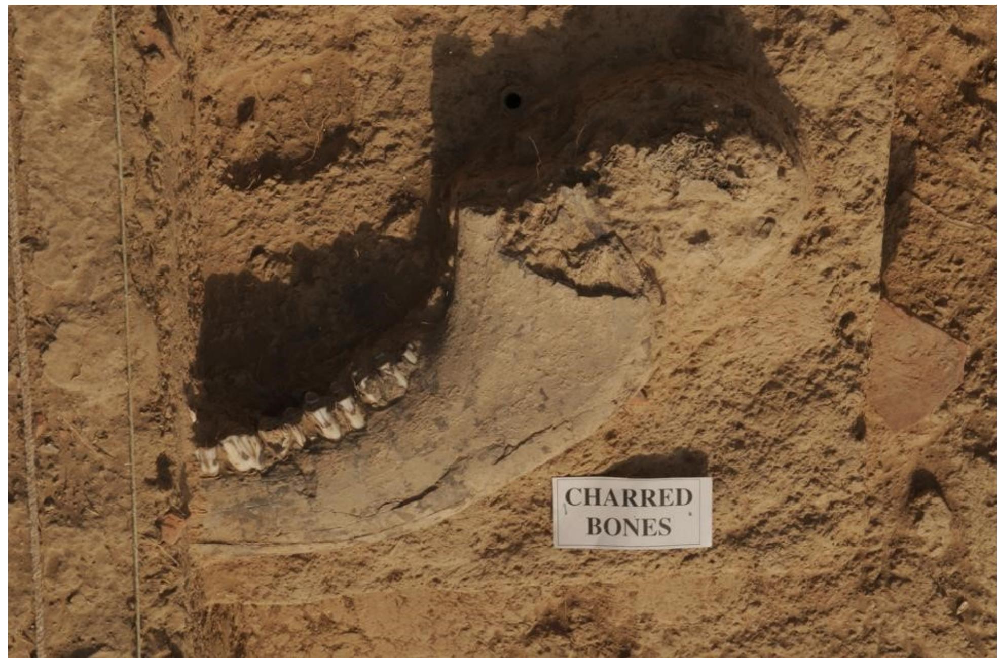 According to an expert, charred bones excavated at kunal