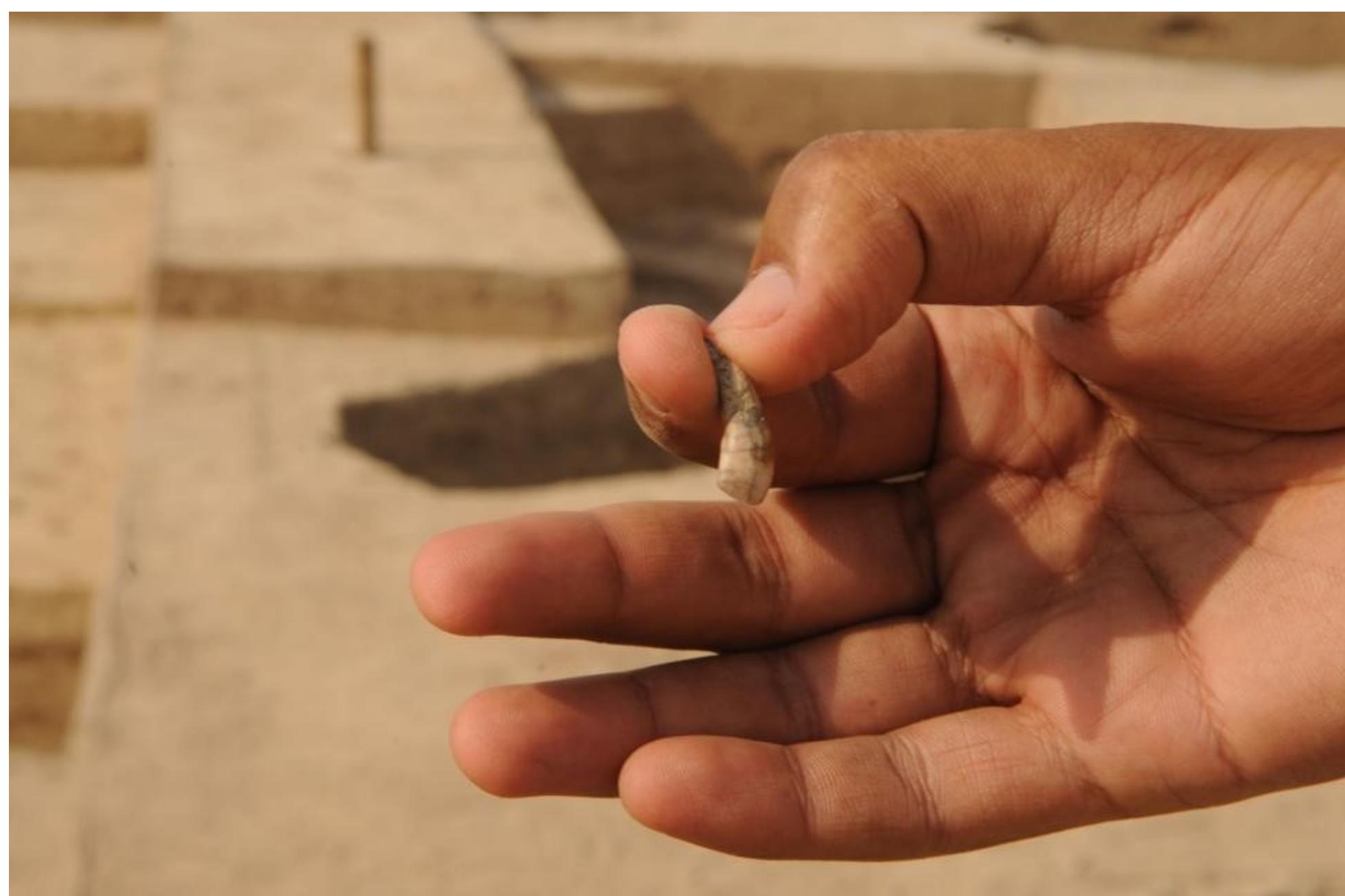 A tooth found during an excavation at a pre-harappan site,