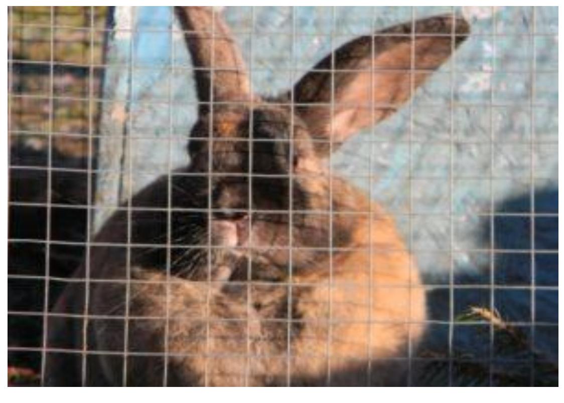 (PDF) Handling and Restraining of Animals
