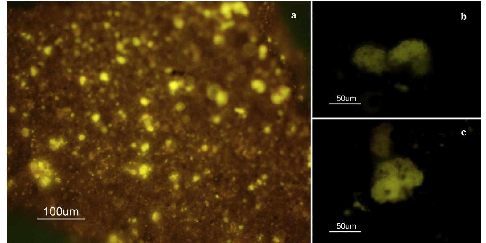 Botryococcus with bright yellow fluorescent in the isolated
