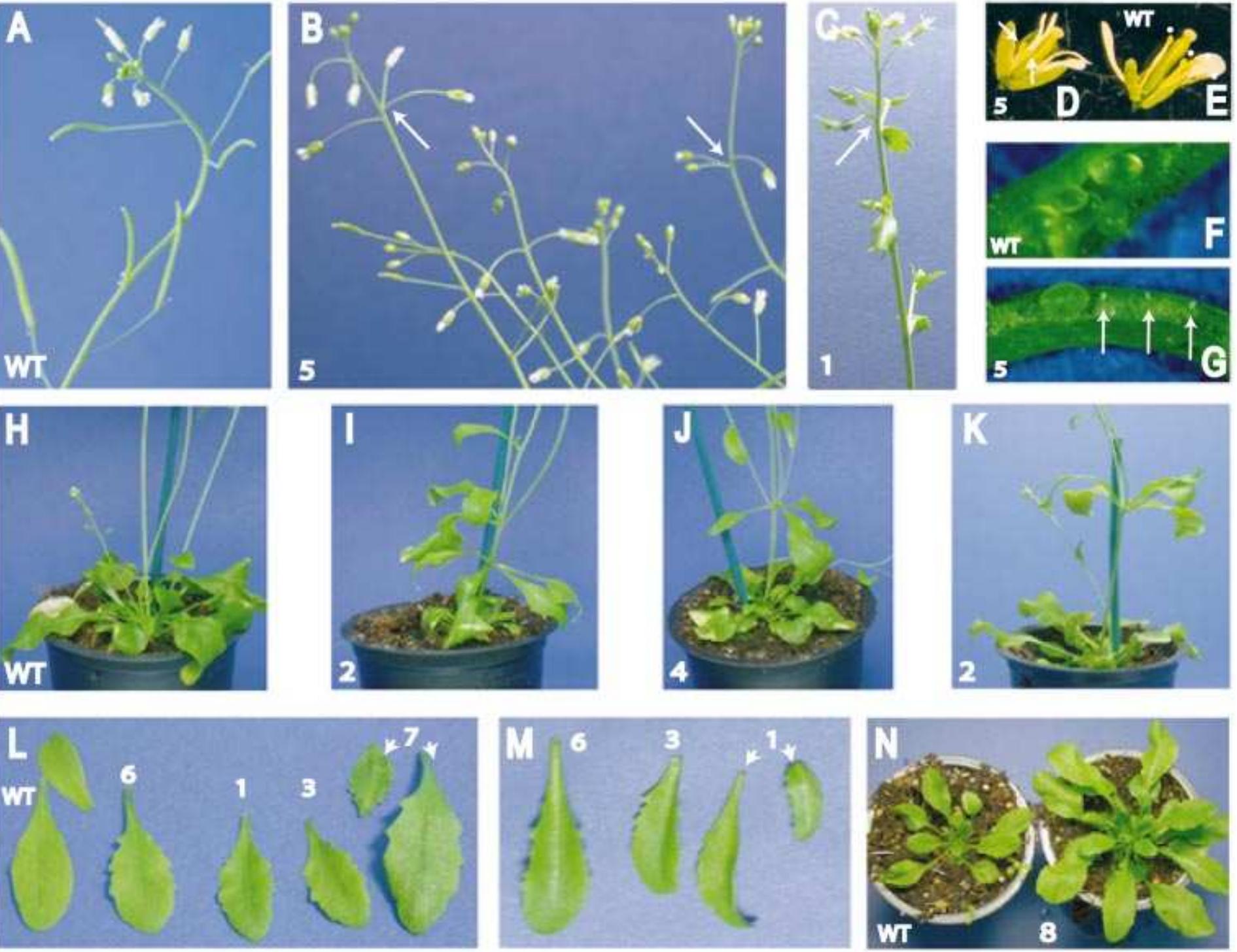 Phenotypes of arabidopsis plants transformed with a
