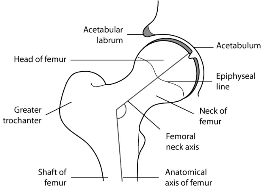 (1). cross-sectional view of the normal hip joint.