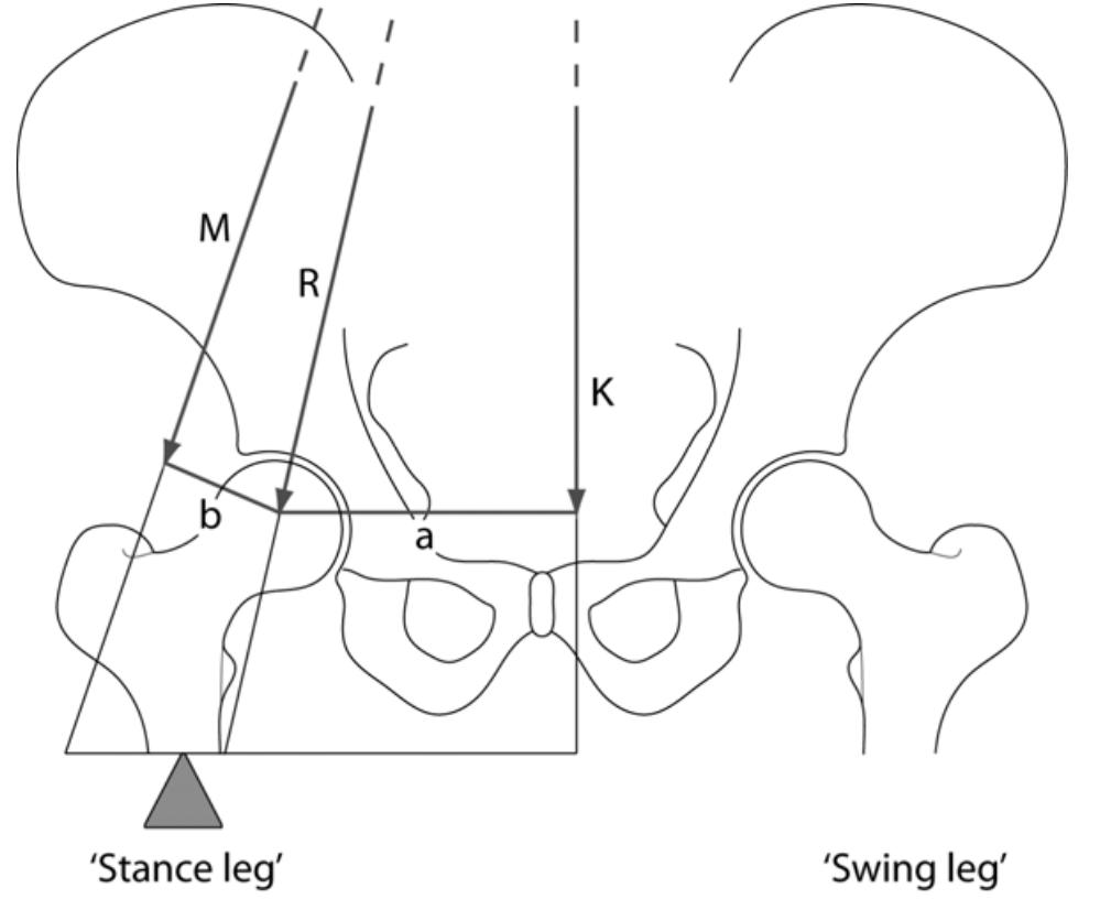 Figure 3 - from Anatomy & Biomechanics of the Hip