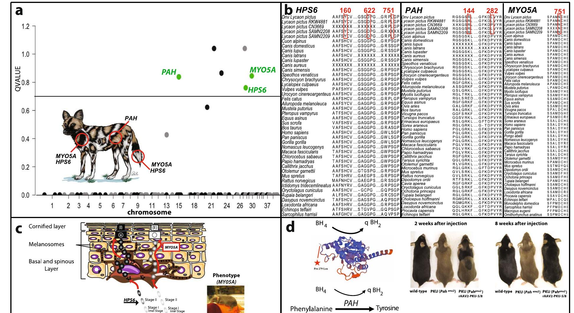Candidate genes and possible mechanisms associated with coat