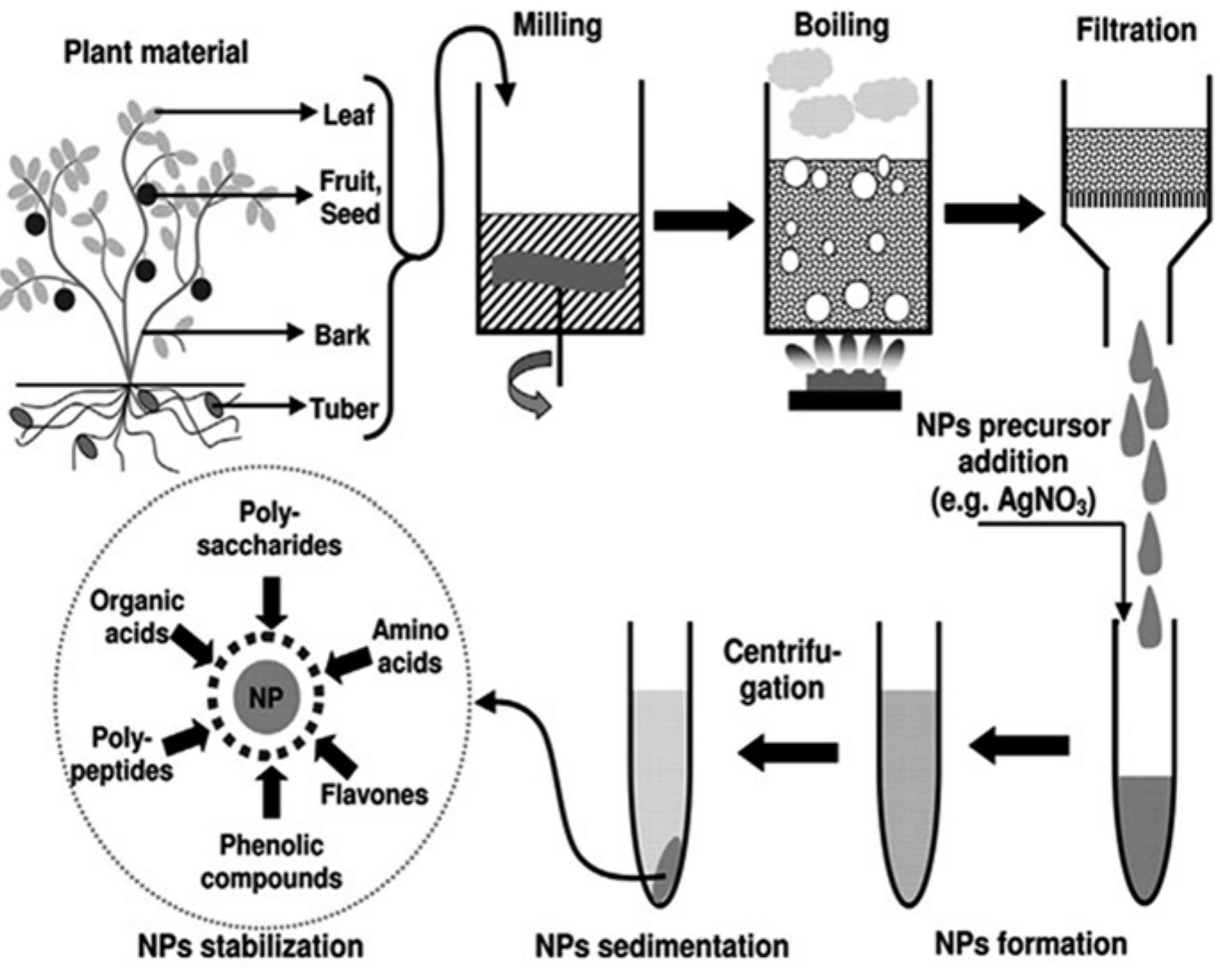 2. schematic representation of nanoparticle synthesis from