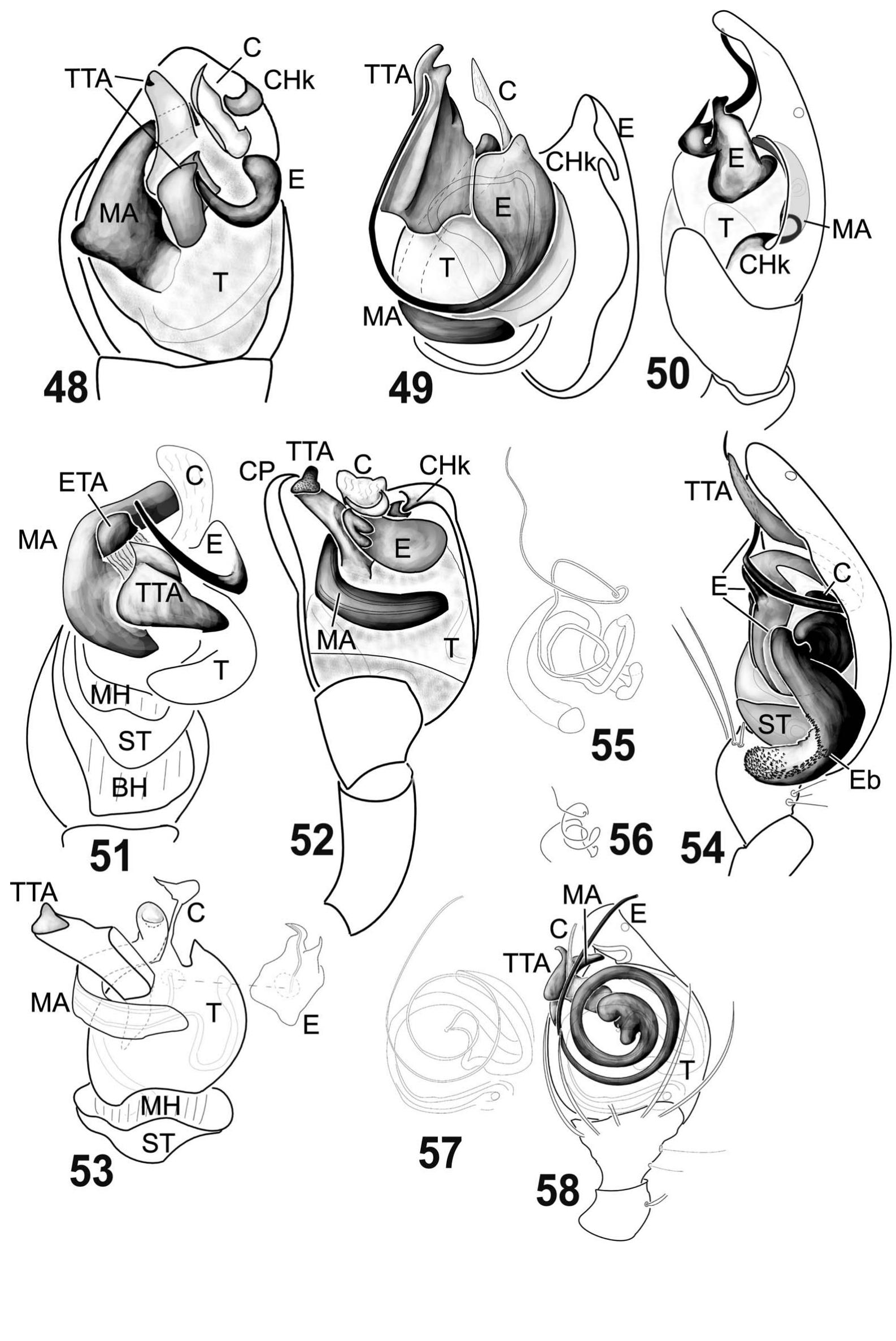 Figure 13 - MORPHOLOGY AND EVOLUTION OF COBWEB SPIDER MALE