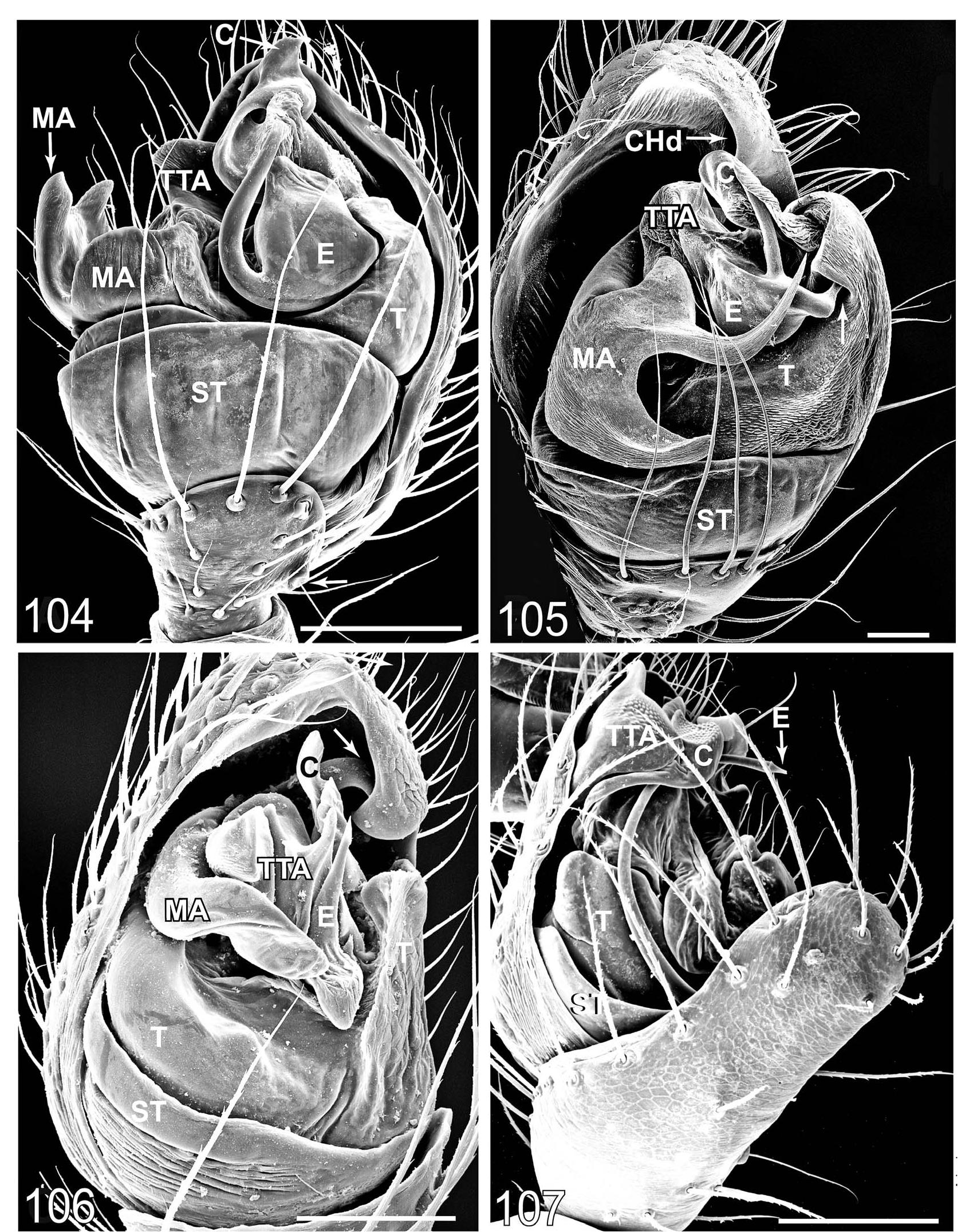 S 104—107.—male palps ventral; 104, theridion varians hahn