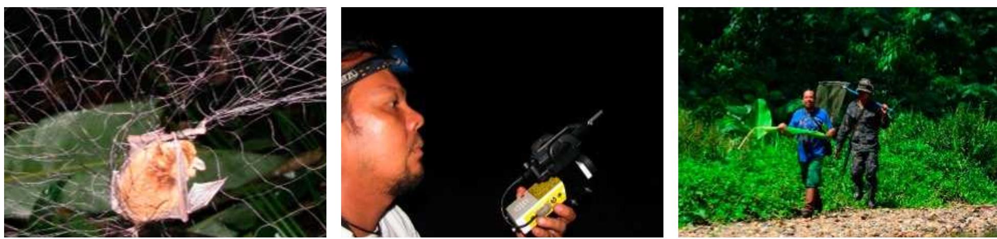 Métodos de muestreo de murciélagos / sampling methods for