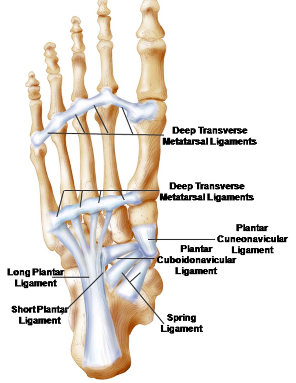The predominant plantar ligaments of the foot that provide