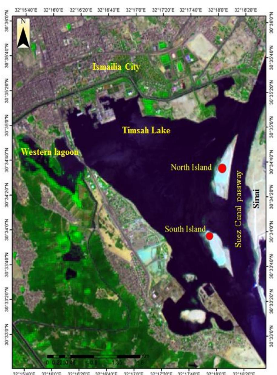 (1): location map of timsah lake, suez canal, egypt. where,