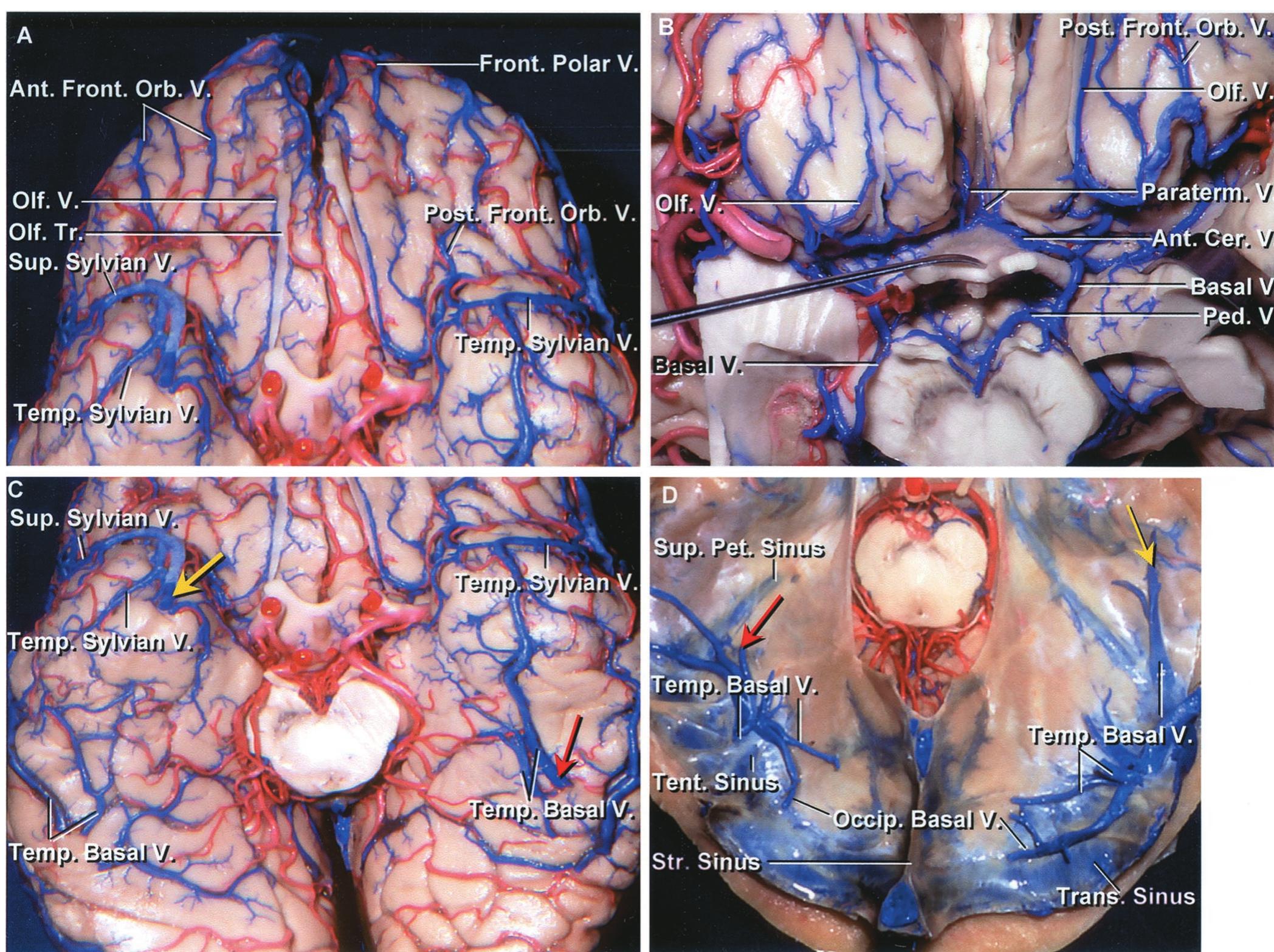 4. veins of the basal surface. a, the basal surface of the