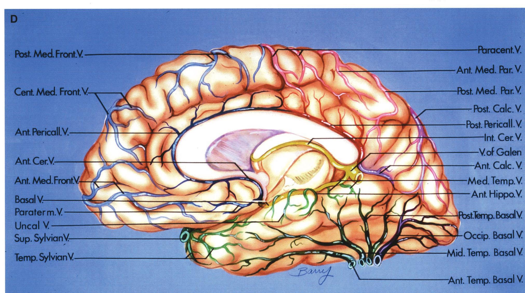Figure 17 - THE CEREBRAL VEINS