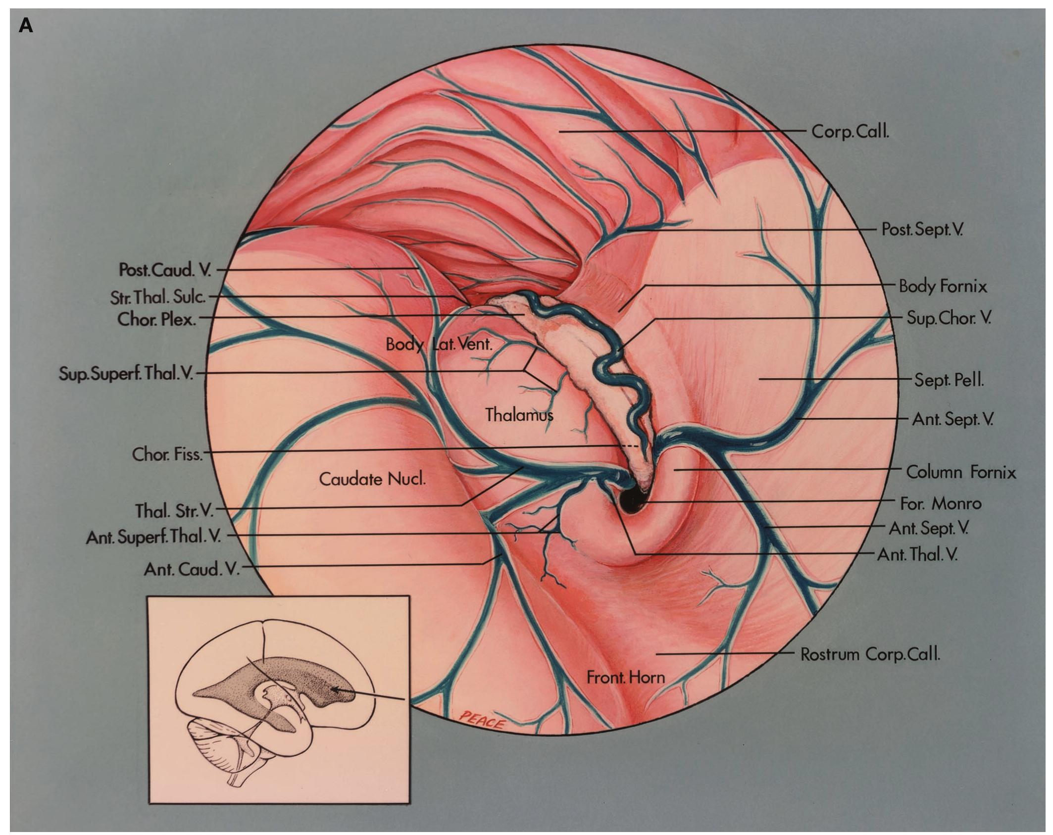 16. ventricular veins. a, anterior view (along the arrow in