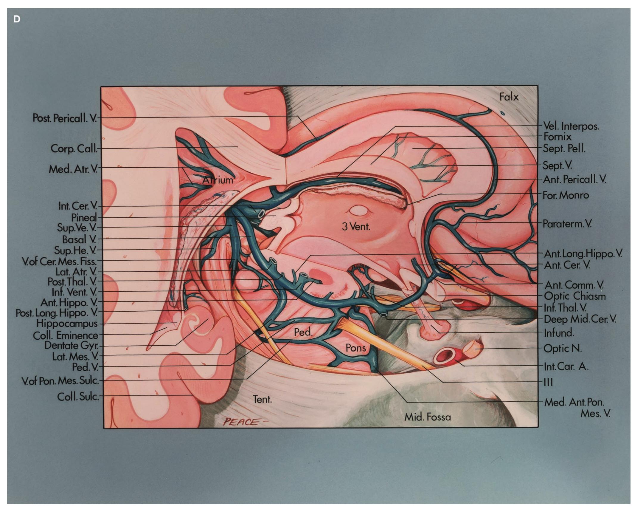 Penne pe be wuiefeilucue d, right anterolateral view with