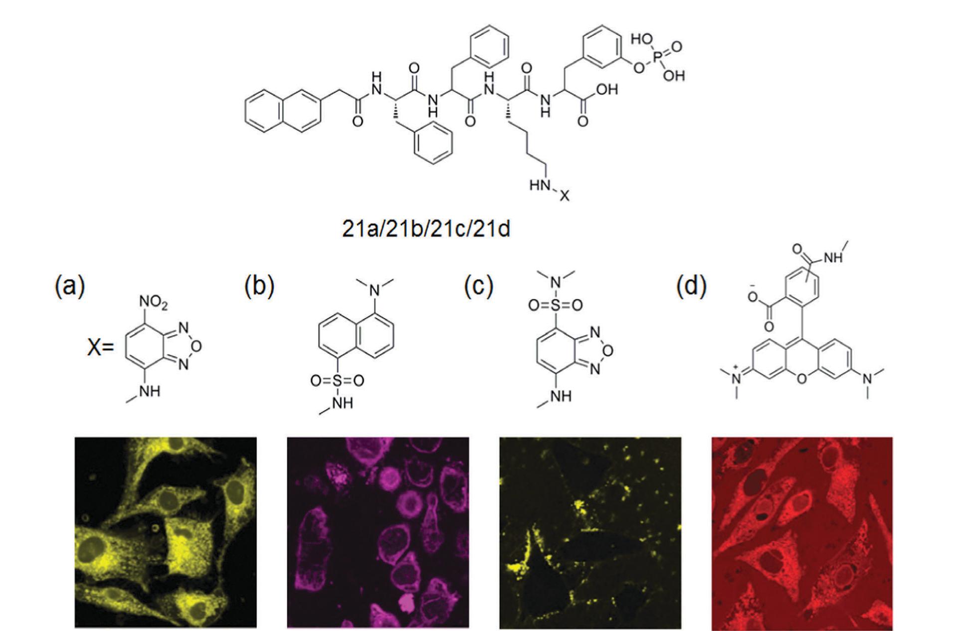 General structure of the gelator 21a—d with fluorescent